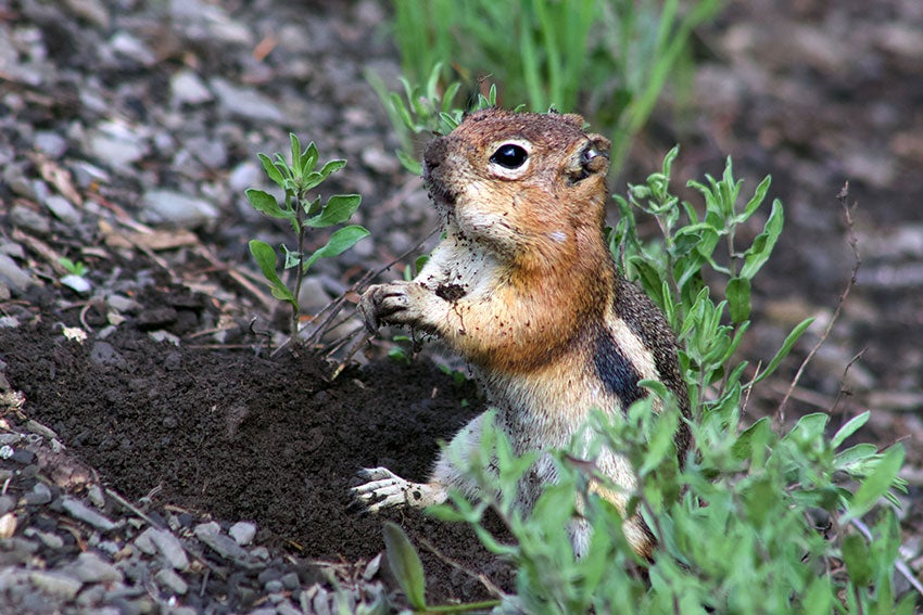 Ground Squirrel Targets
