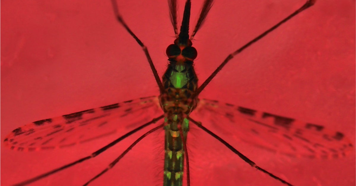New genetic technology developed to halt malaria-spreading mosquitoes ...