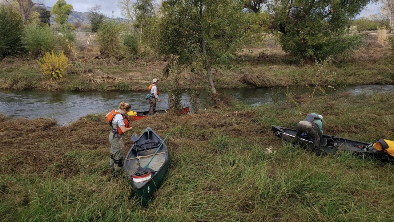 Restored stream supports new wild salmon run | University of California